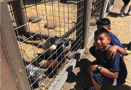 Organic Gardening for Low-Income Elementary School Students - Numi ...