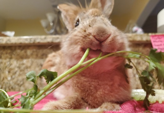 International Rabbit Day 2020 - New Mexico House Rabbit Society ...